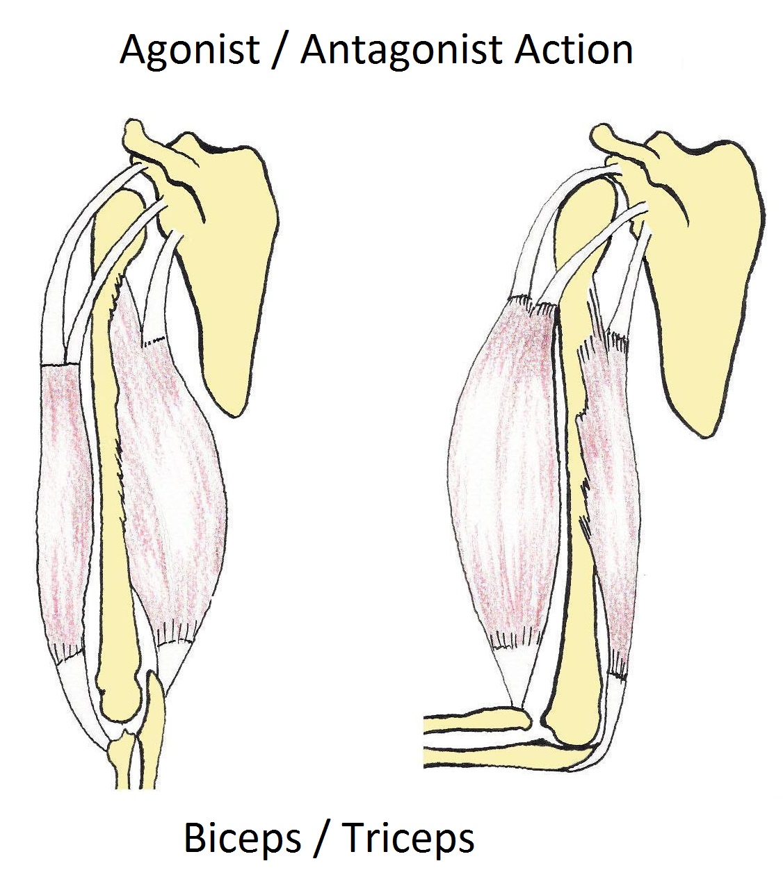 Muscle Imbalances: The Causes and How To Fix Them – The Strong Men ...
